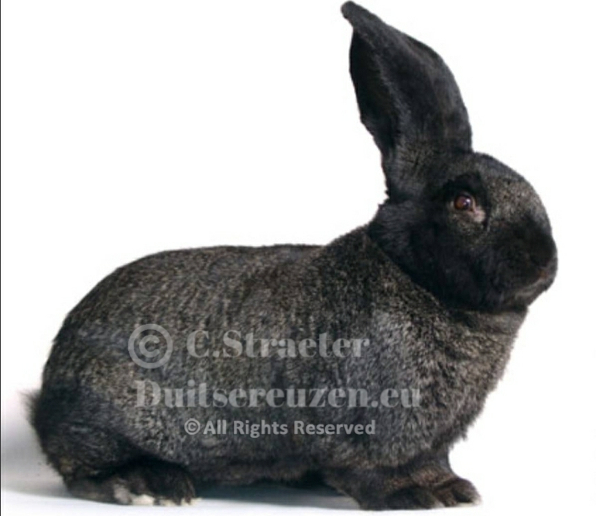 Duitse reuzen - Kleuren Duitse reus