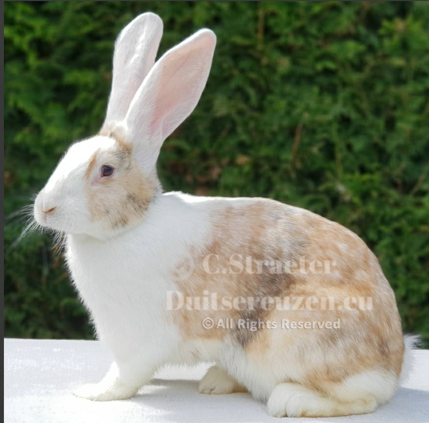 Duitse reuzen - Kleuren Duitse reus